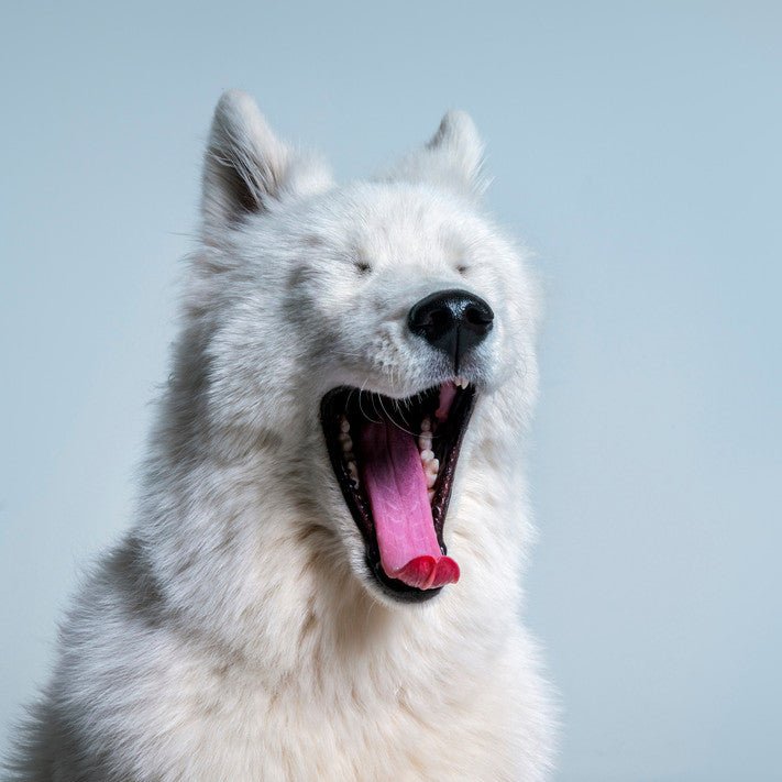 10 Amazing Dogs Facts You Probably Didn't Know – Animals Matter, Inc.