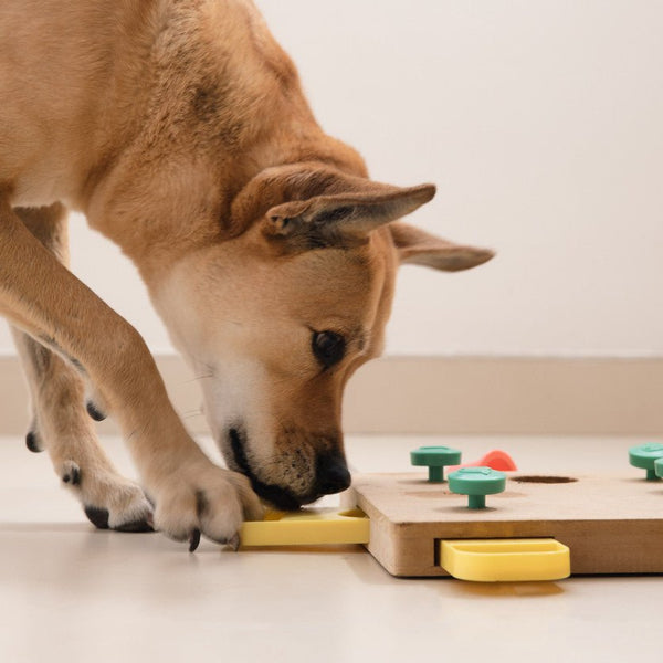 How to Treat and Resolve Dog Anxiety - Animals Matter, Inc.