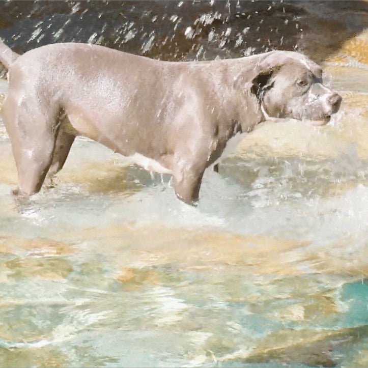 How to Exercise Your Dog When It's Too Hot or Cold Outside – Animals Matter, Inc.