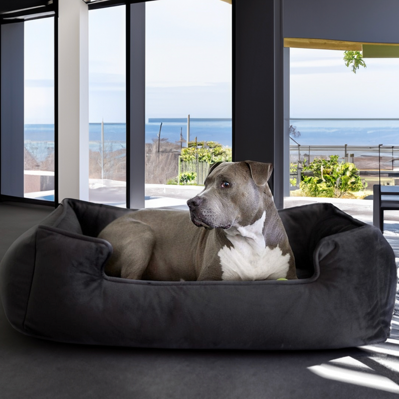 Ali Jewel Ortho Lounger® Companion-Pedic® Luxury Dog Bed - Animals ...