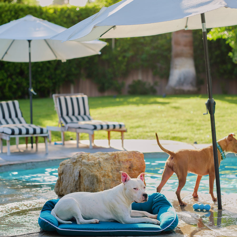 Animals Matter® Raine Outdoor Sydney® – Animals Matter, Inc.