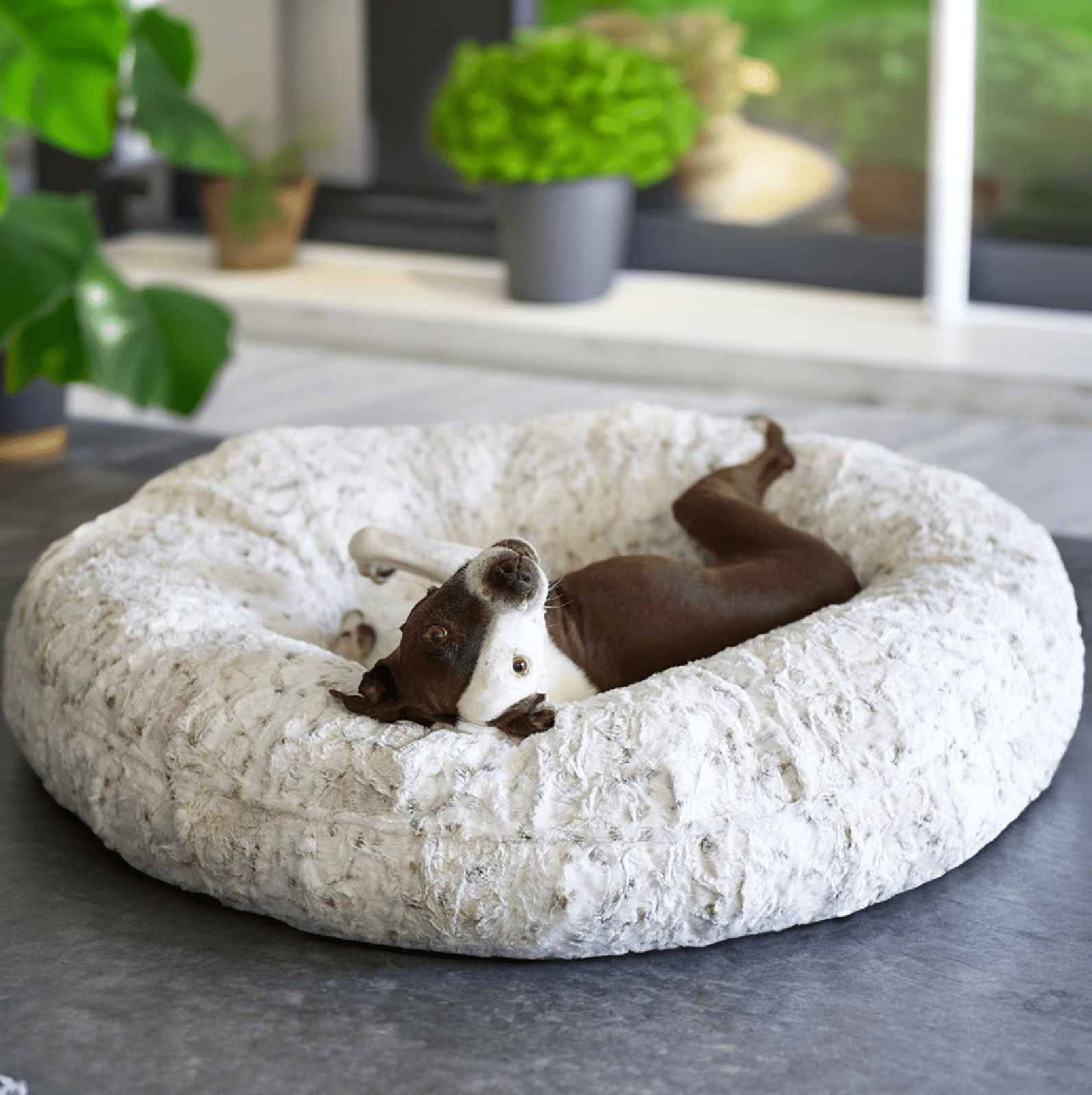 L.A. Dog Company® Pearl Leopard Donut – Animals Matter, Inc.