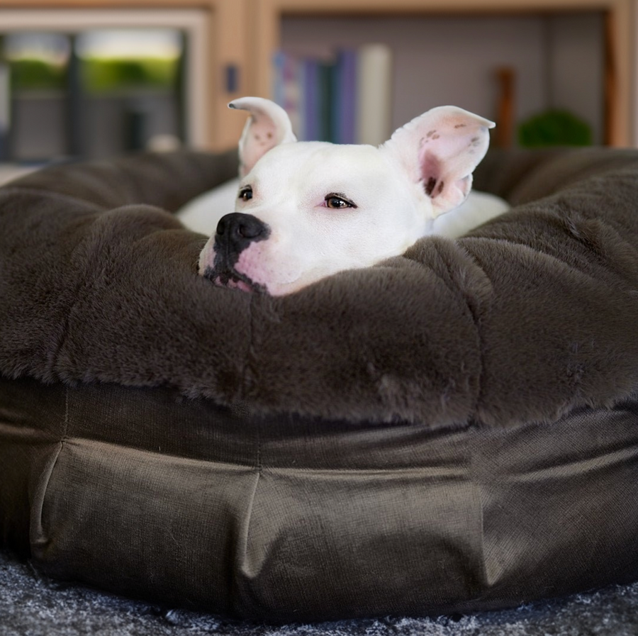 Ruby Puff® Ortho Companion-Pedic® Luxury Dog Bed – Animals Matter, Inc.