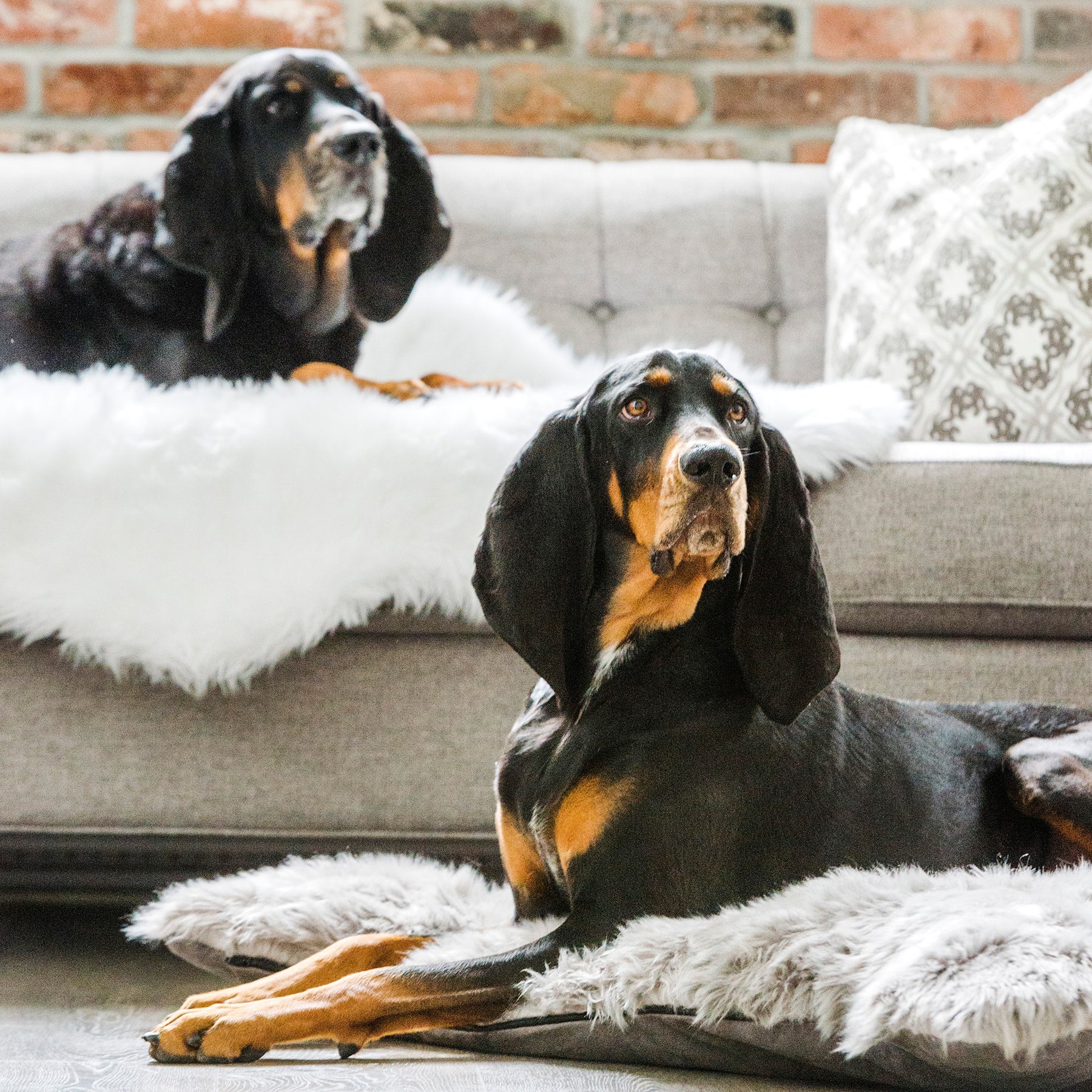 Animals Matter-About Us - Animals Matter, Inc.