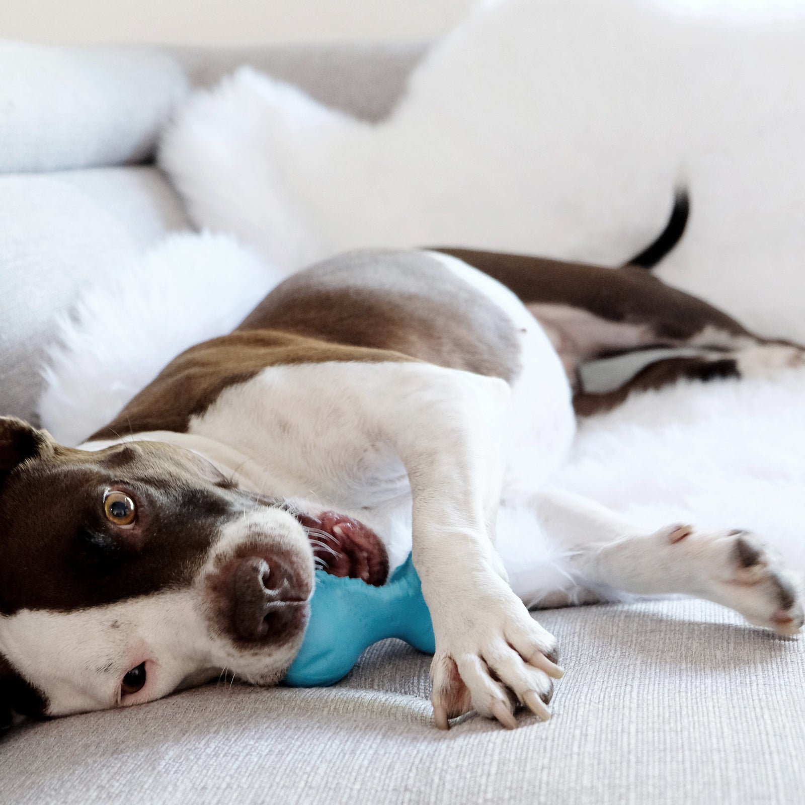 Animals Matter-About Us - Animals Matter, Inc.