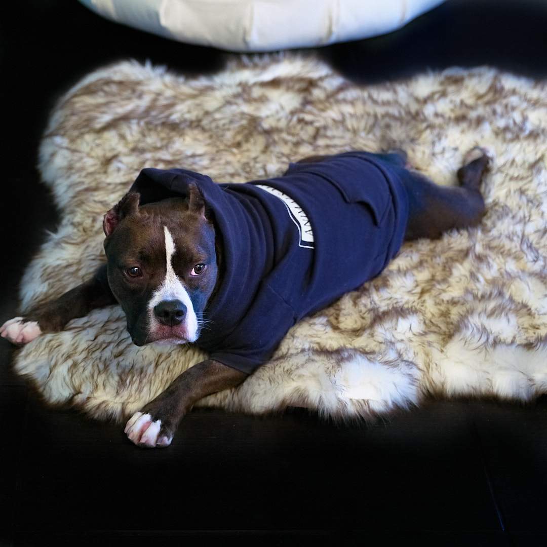 Animals Matter Apparel - Animals Matter, Inc.