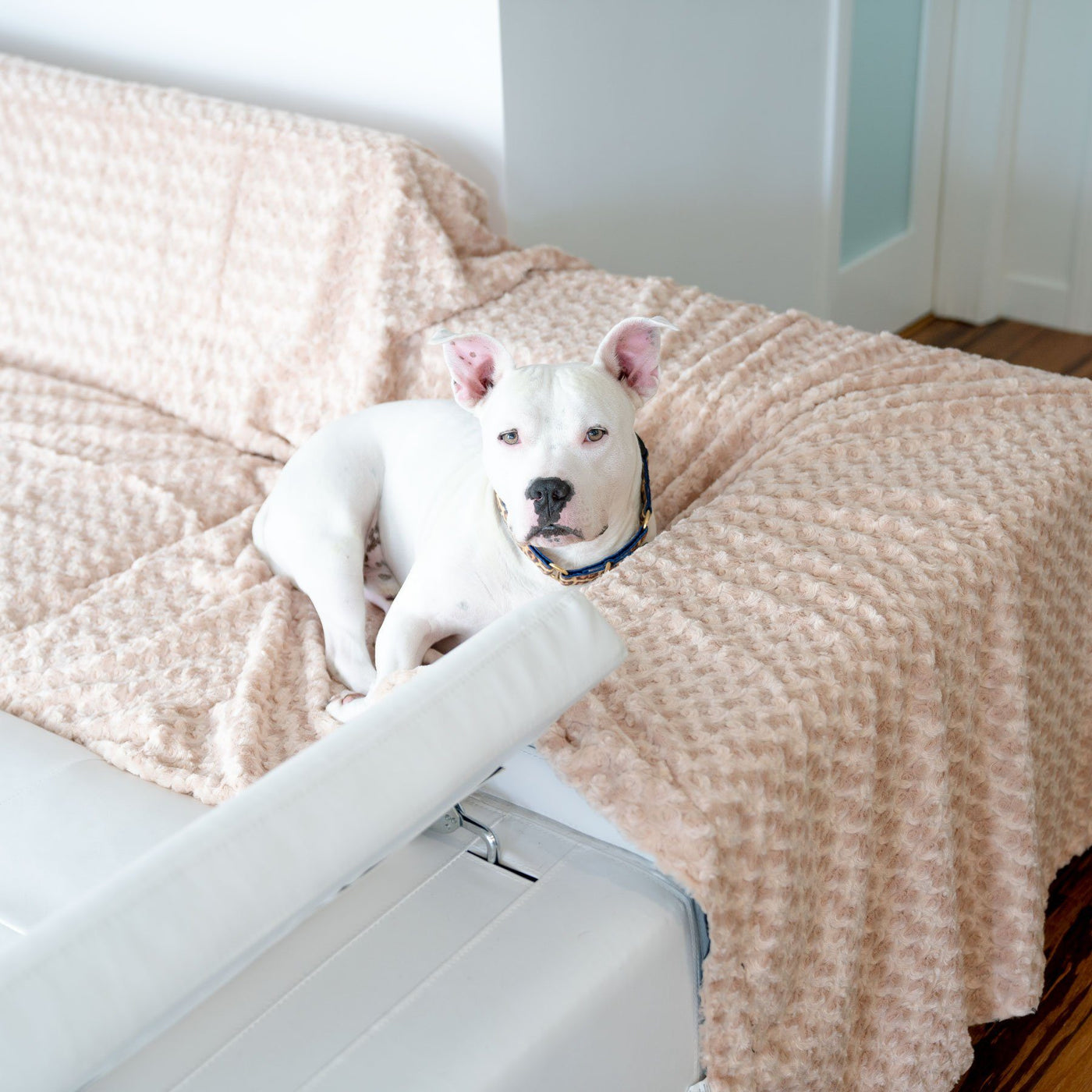 Pet Couch Protectors | Protect Furniture From Your Dog - Animals Matter ...